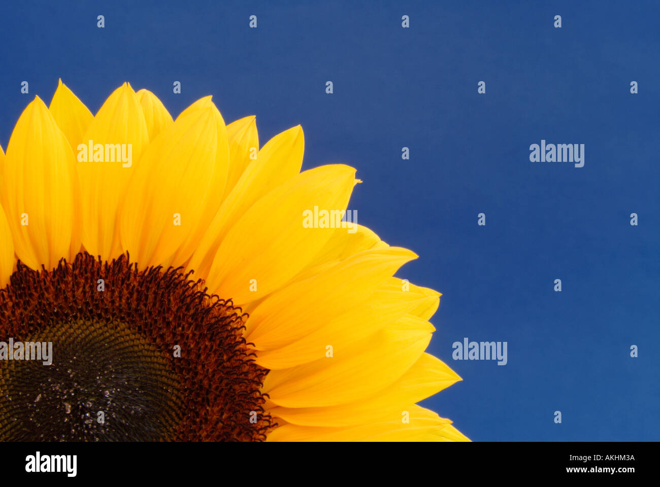 Closeup of a quarter of a sunflower in the lower left corner of a Blue ...