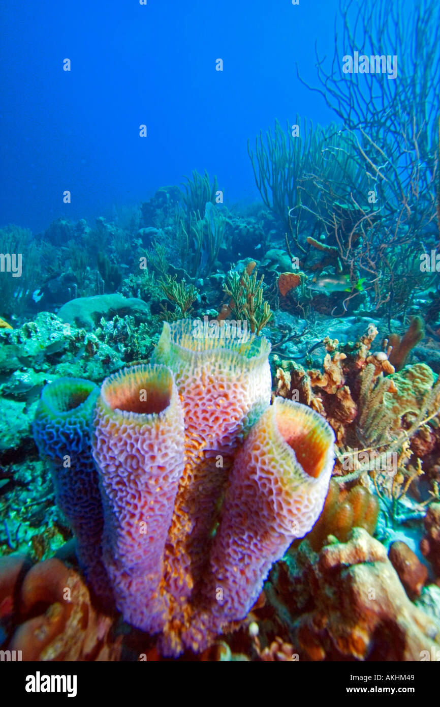 REEF SCENE VASE SPONGE Stock Photo - Alamy
