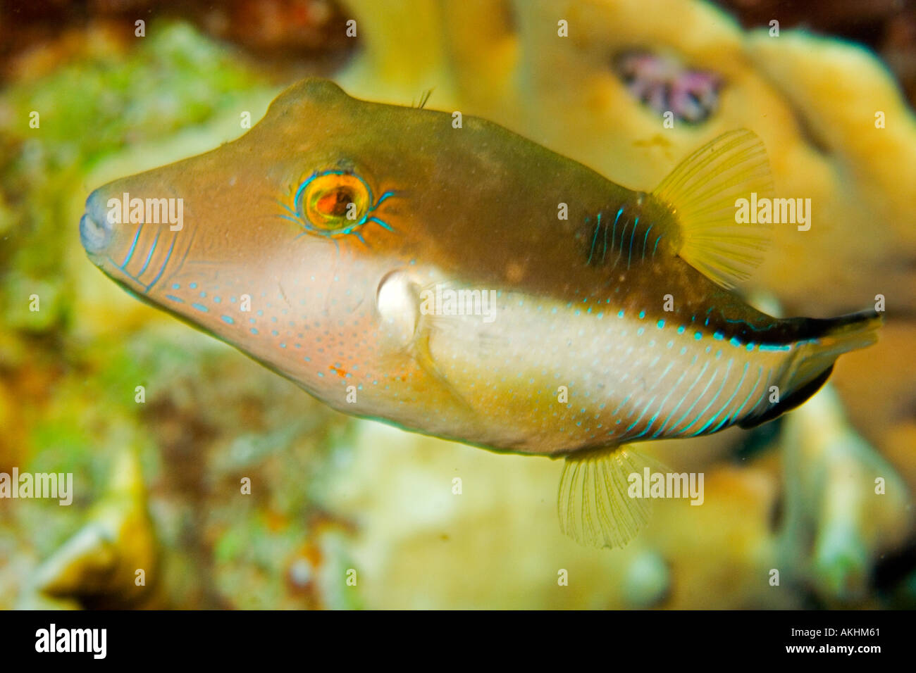 Caribbean sharpnose puffer hi-res stock photography and images - Alamy