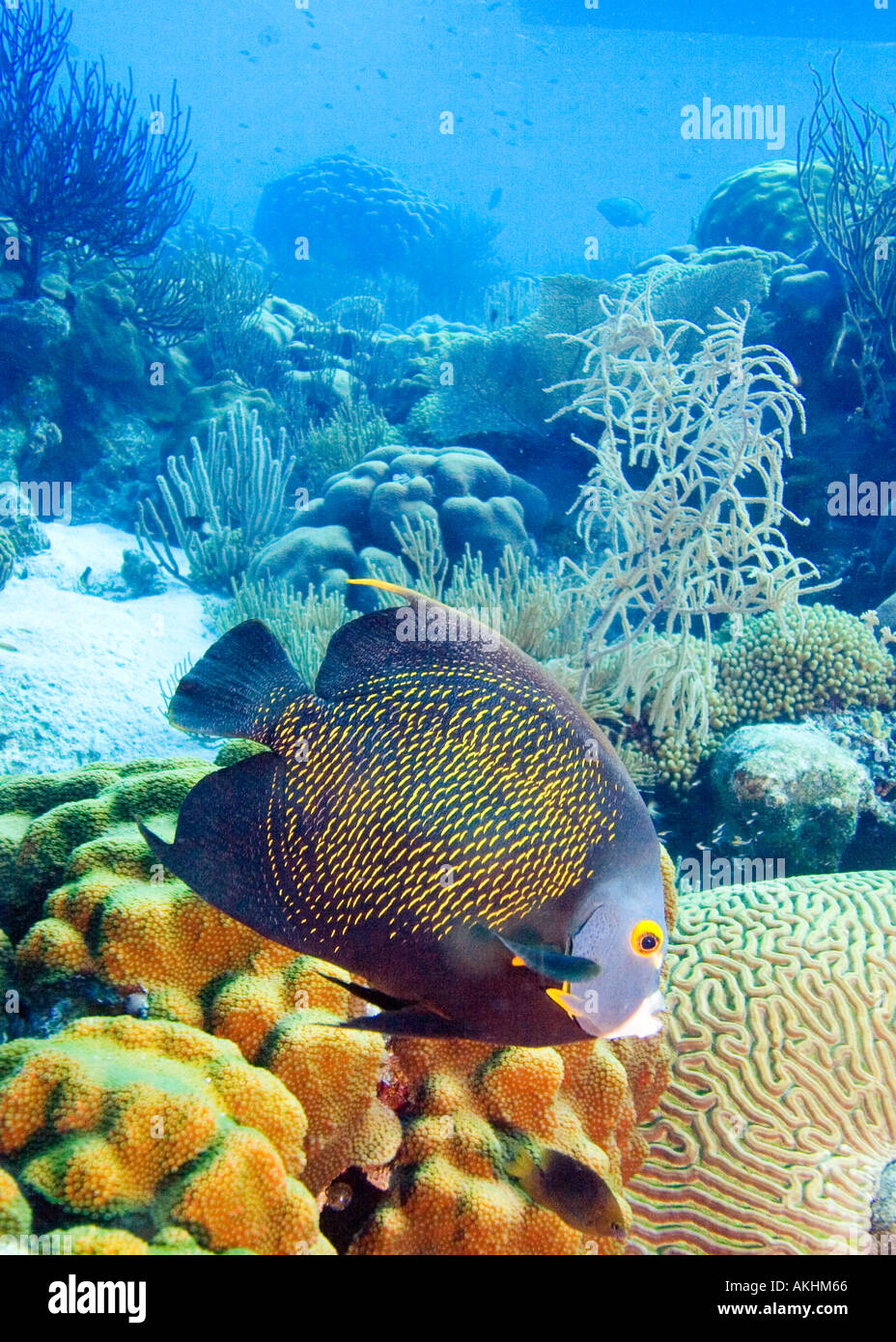 FRENCH ANGEL FISH Stock Photo - Alamy