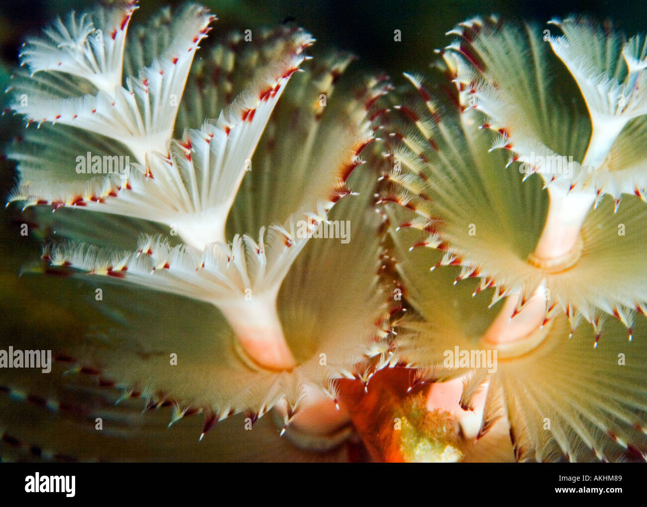 CHRISTMAS TREE WORM Stock Photo - Alamy