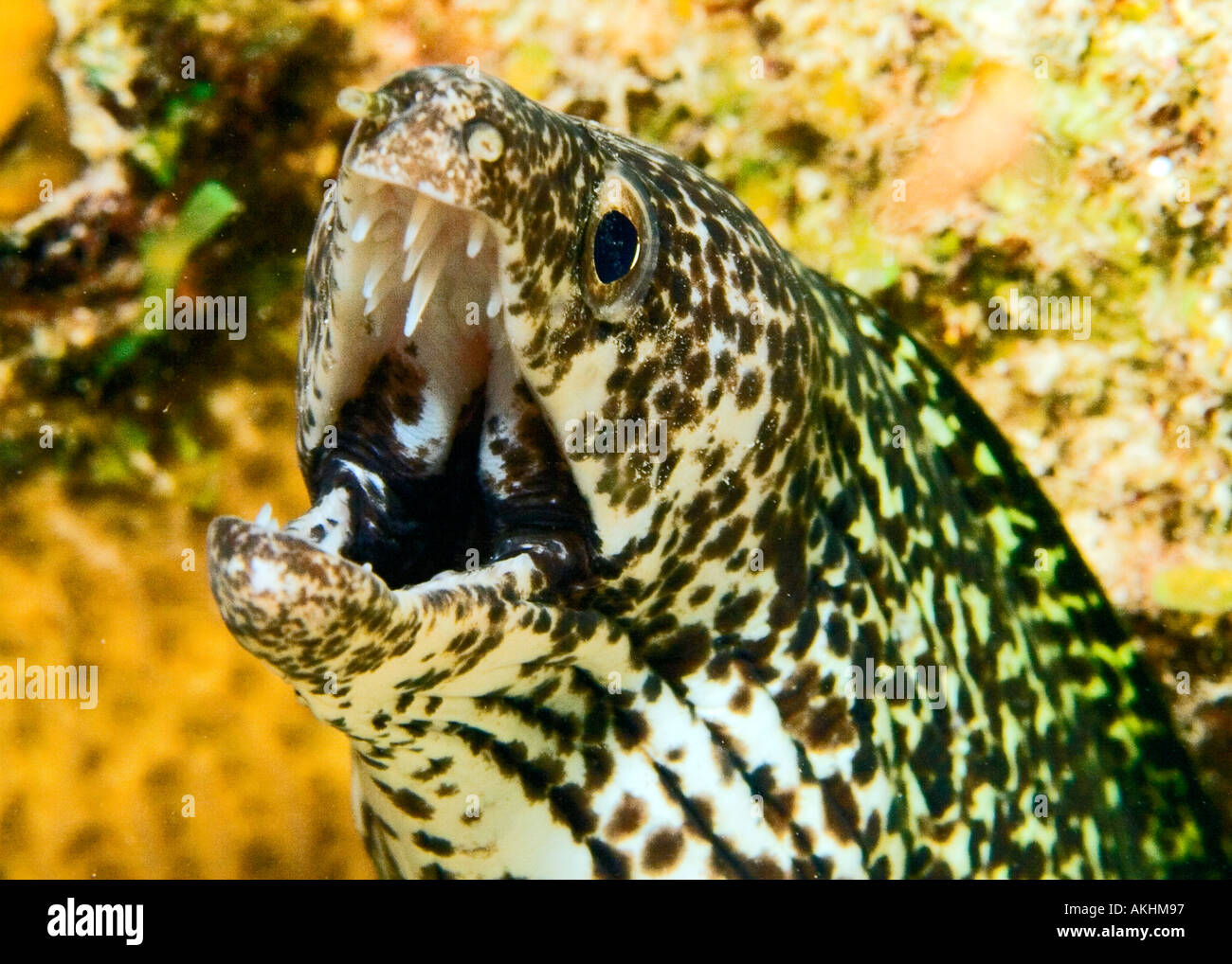 Moray ell hi-res stock photography and images - Alamy