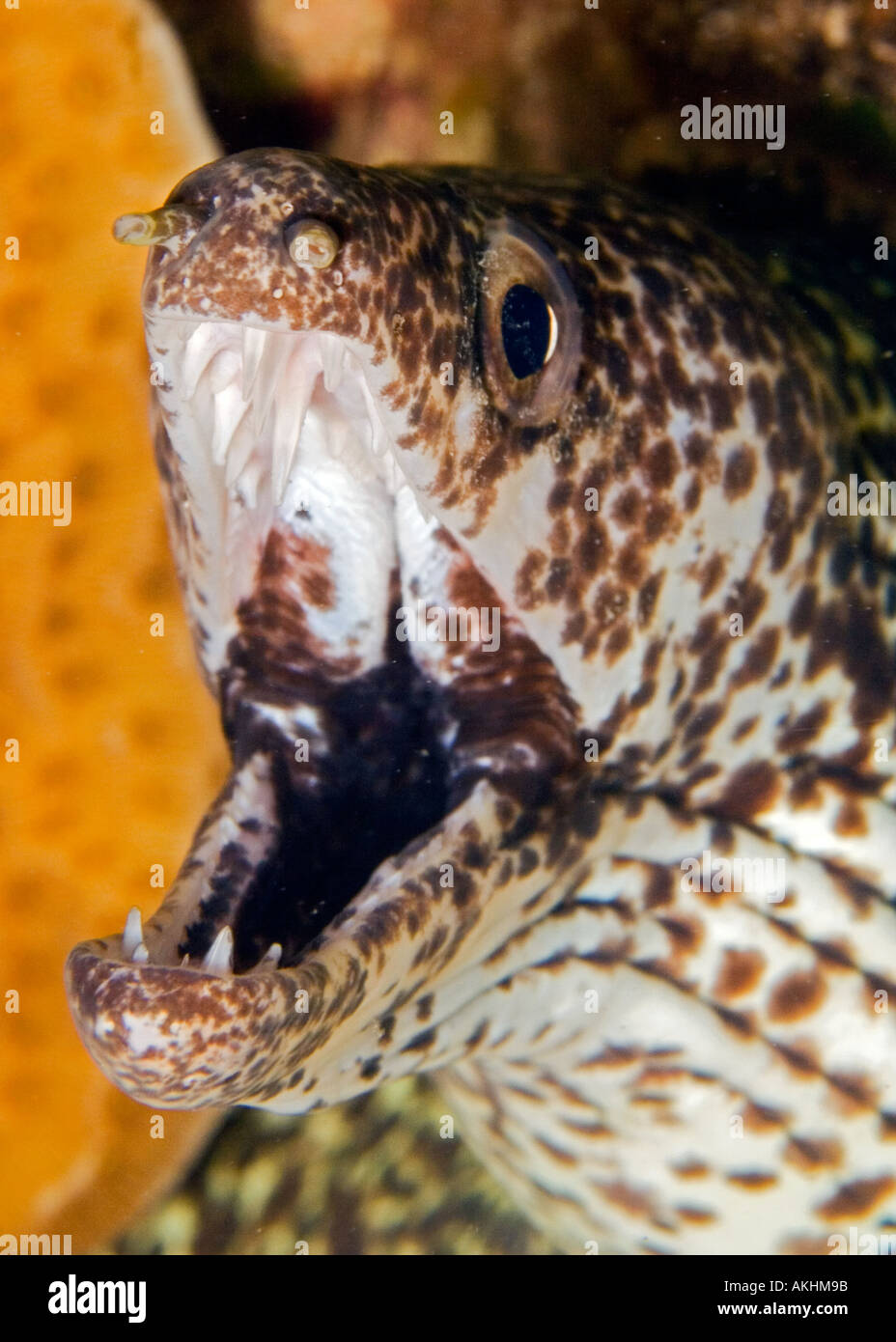 Moray ell hi-res stock photography and images - Alamy
