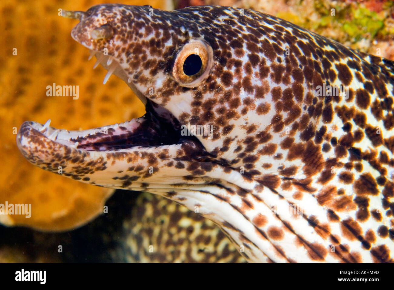 Moray ell hi-res stock photography and images - Alamy