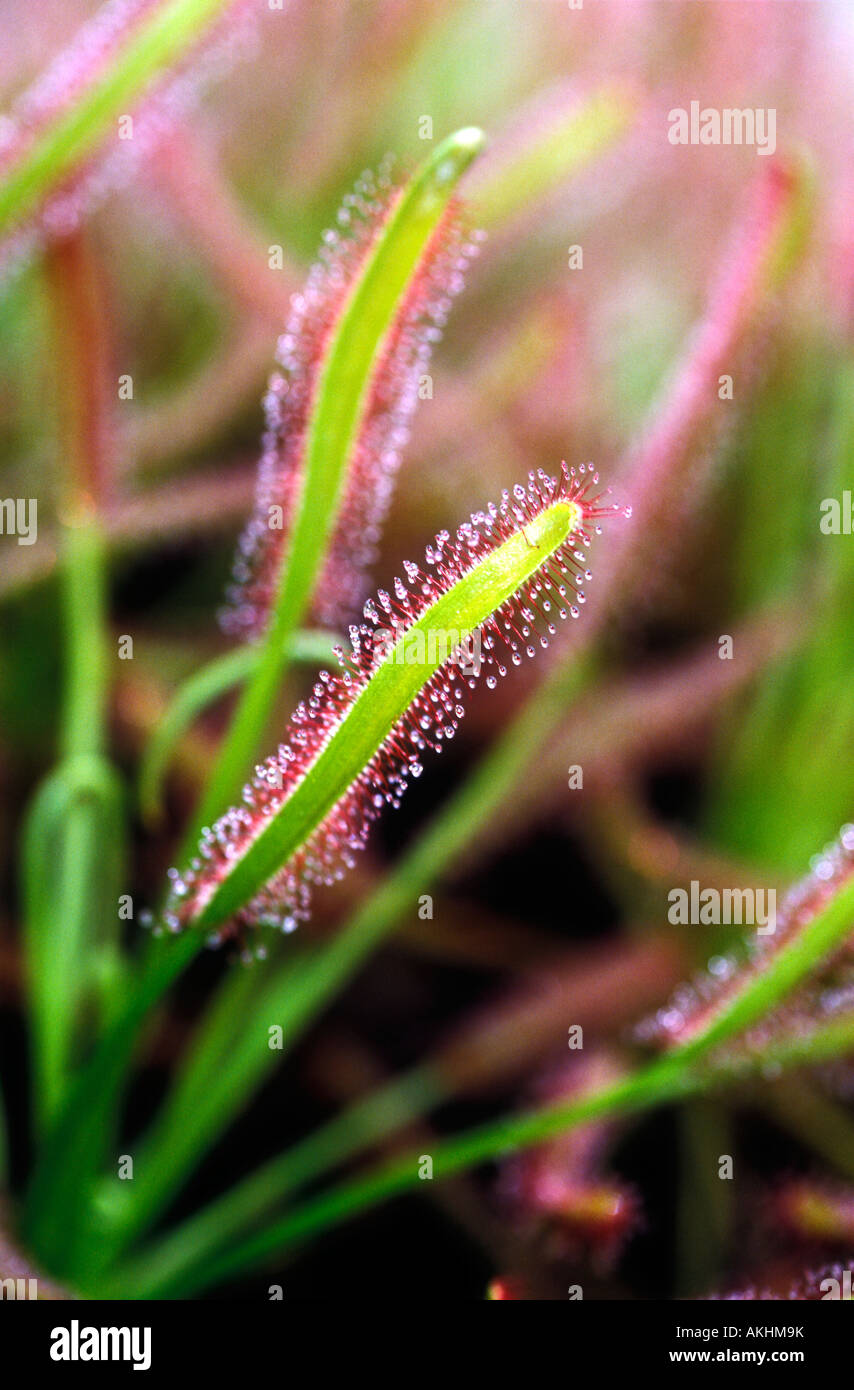 Insectivorous plants drosera capensis hi-res stock photography and ...