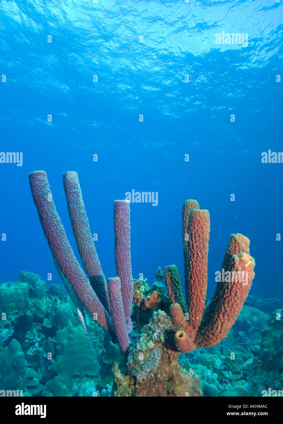 REEF SCENE TUBE SPONGES Stock Photo - Alamy