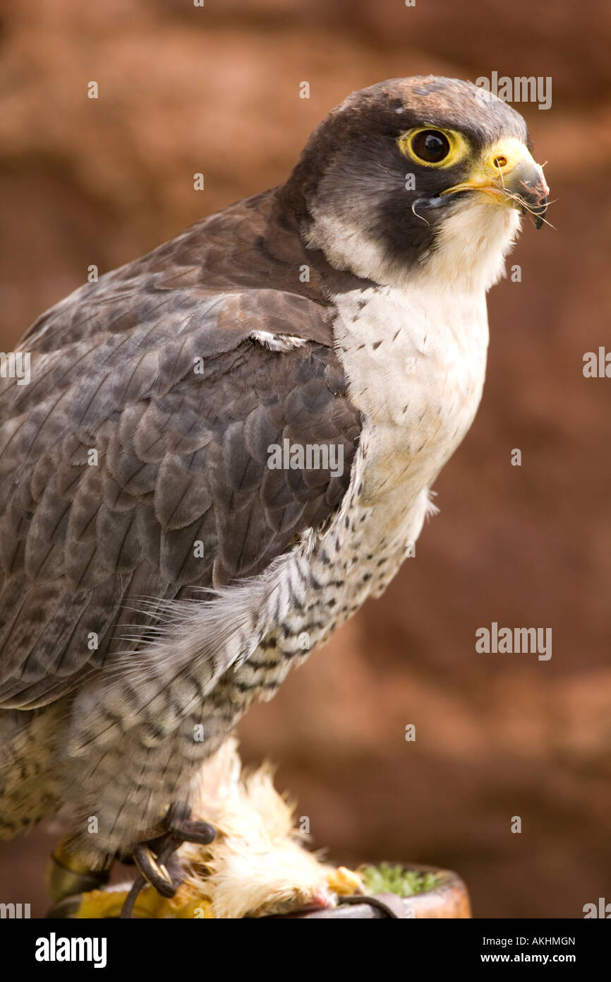 Peregrine falcon Cut Out Stock Images & Pictures - Alamy