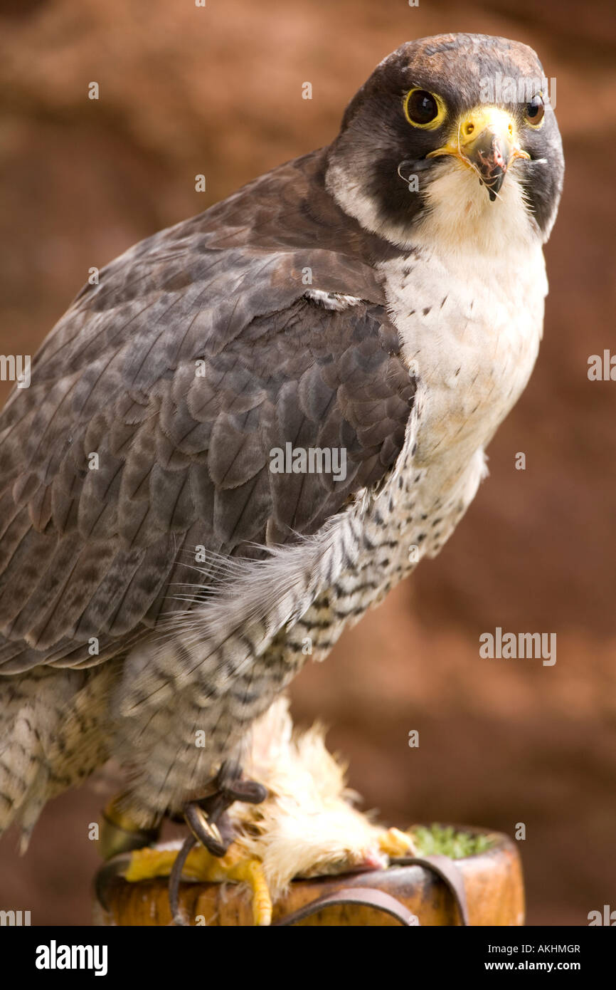 Peregrine falcon in Exmoor Falconry Somerset England Stock Photo - Alamy