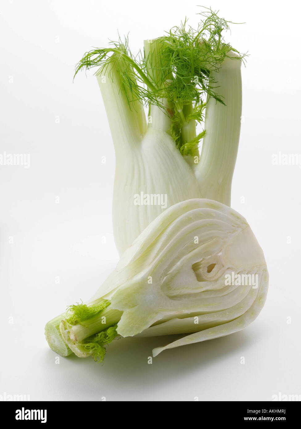 Fennel graphic ingredients vegetarian graphic editorial food Stock ...