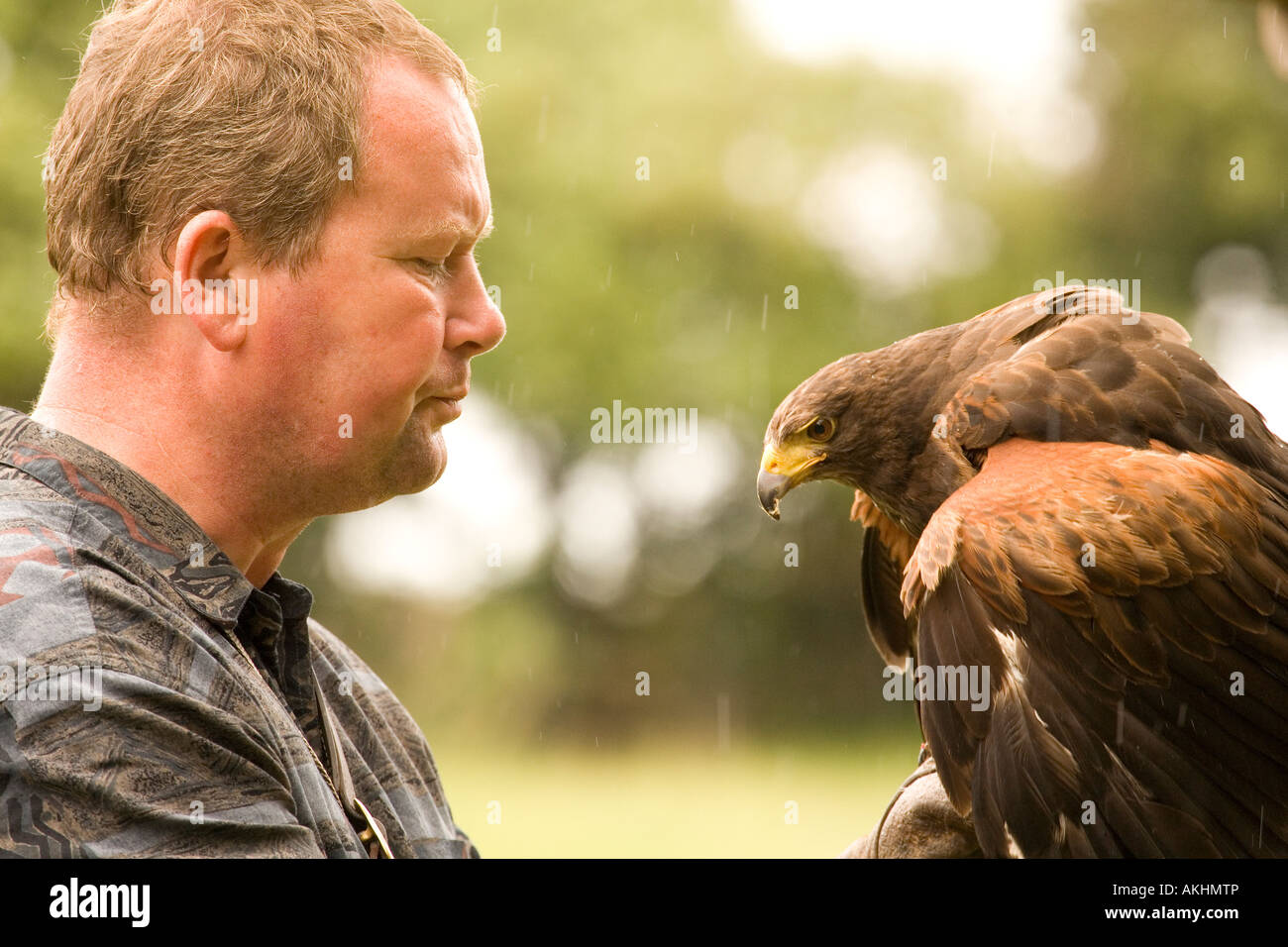 Hawk with trainer in Exmoor Falconry Somerset England Stock Photo - Alamy