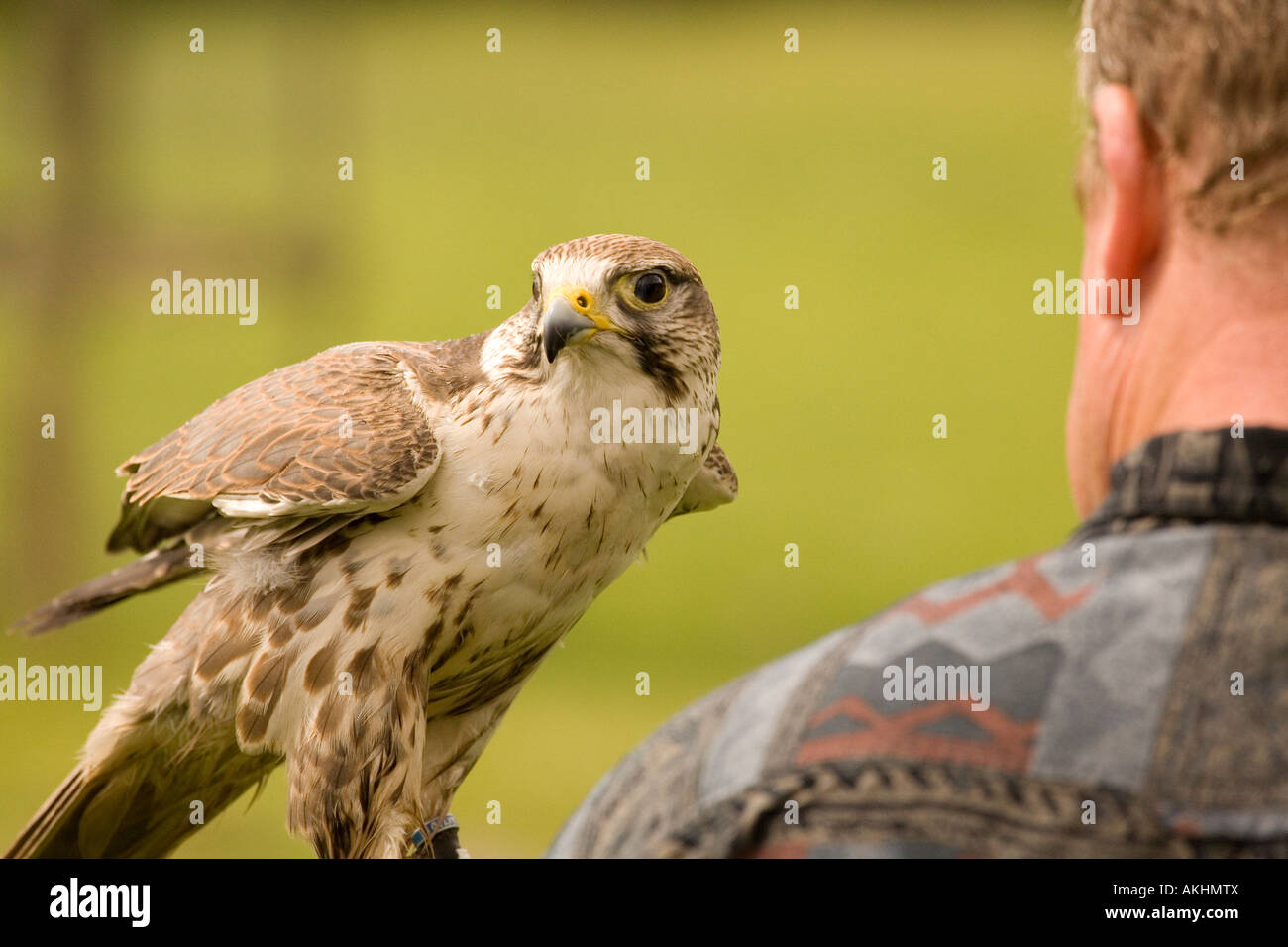 Peregrine Falcon at Exmoor Falconry Somerset England Stock Photo - Alamy