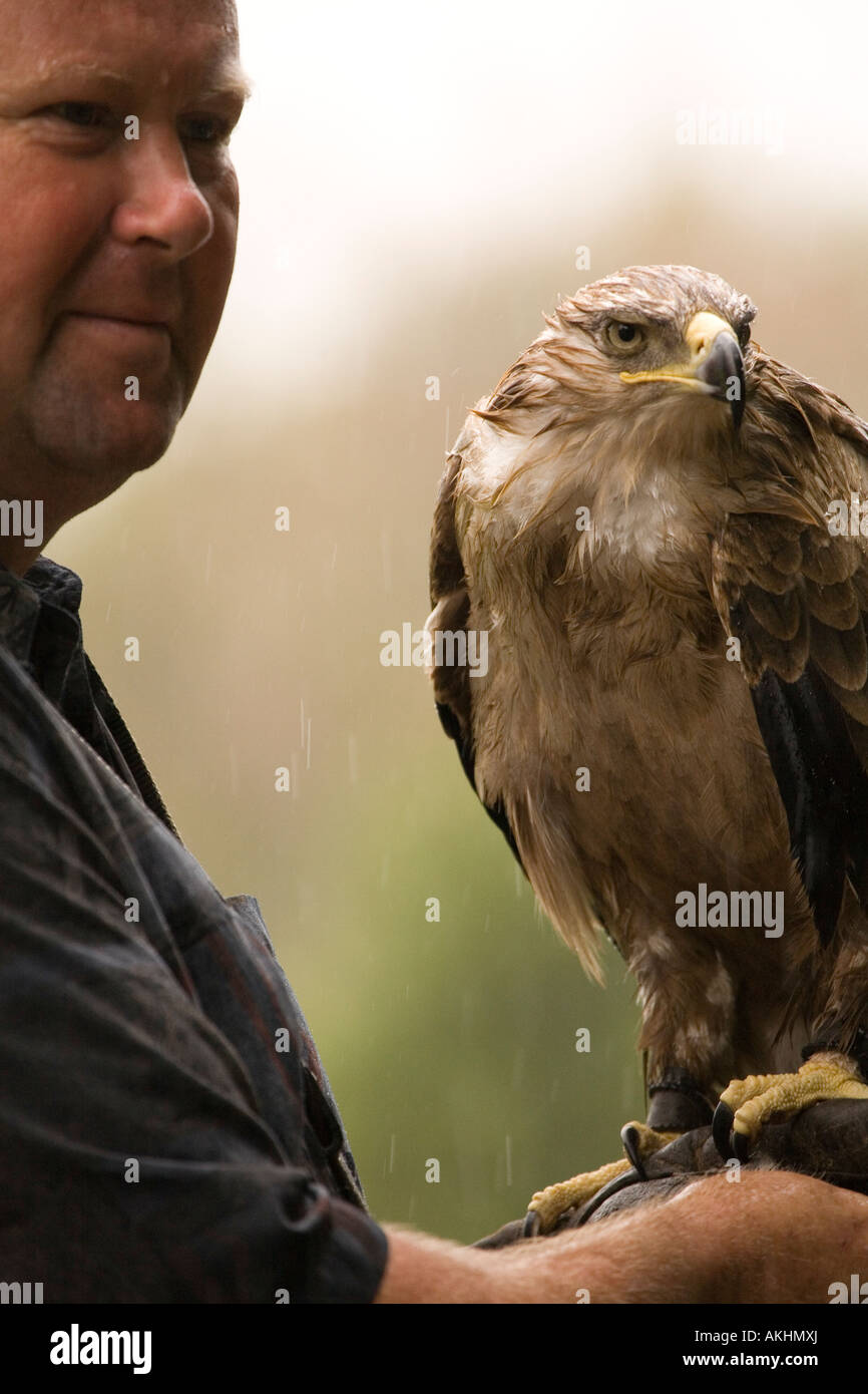 Hawk with trainer in Exmoor Falconry Somerset England Stock Photo - Alamy