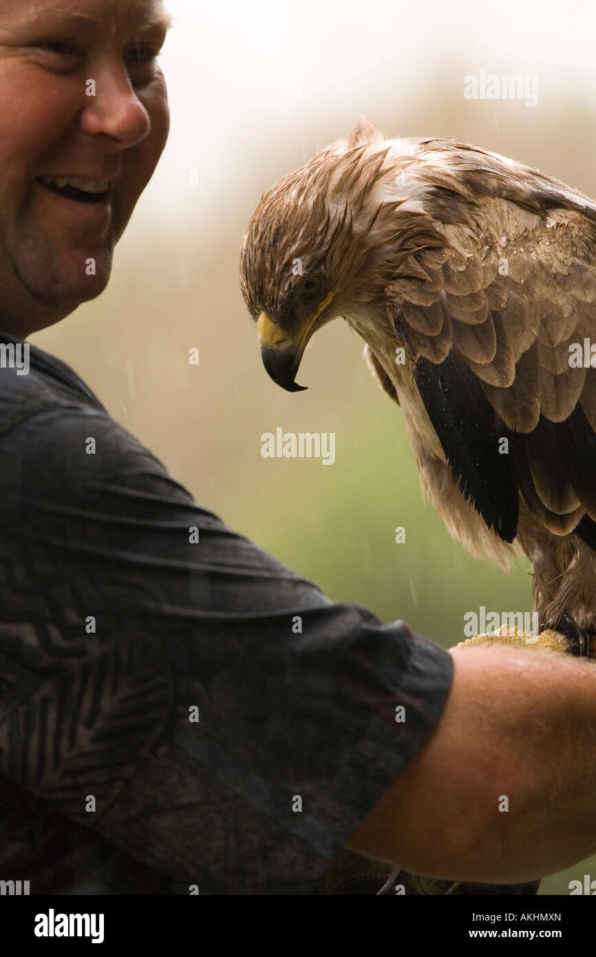 Hawk with trainer in Exmoor Falconry Somerset England Stock Photo - Alamy