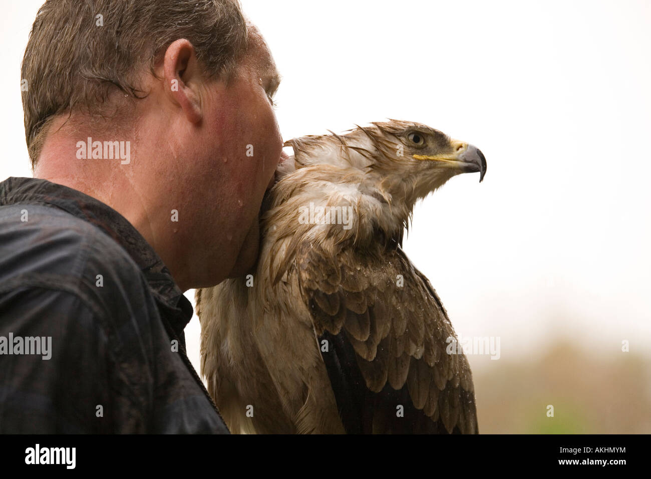 Hawk with trainer in Exmoor Falconry Somerset England Stock Photo - Alamy