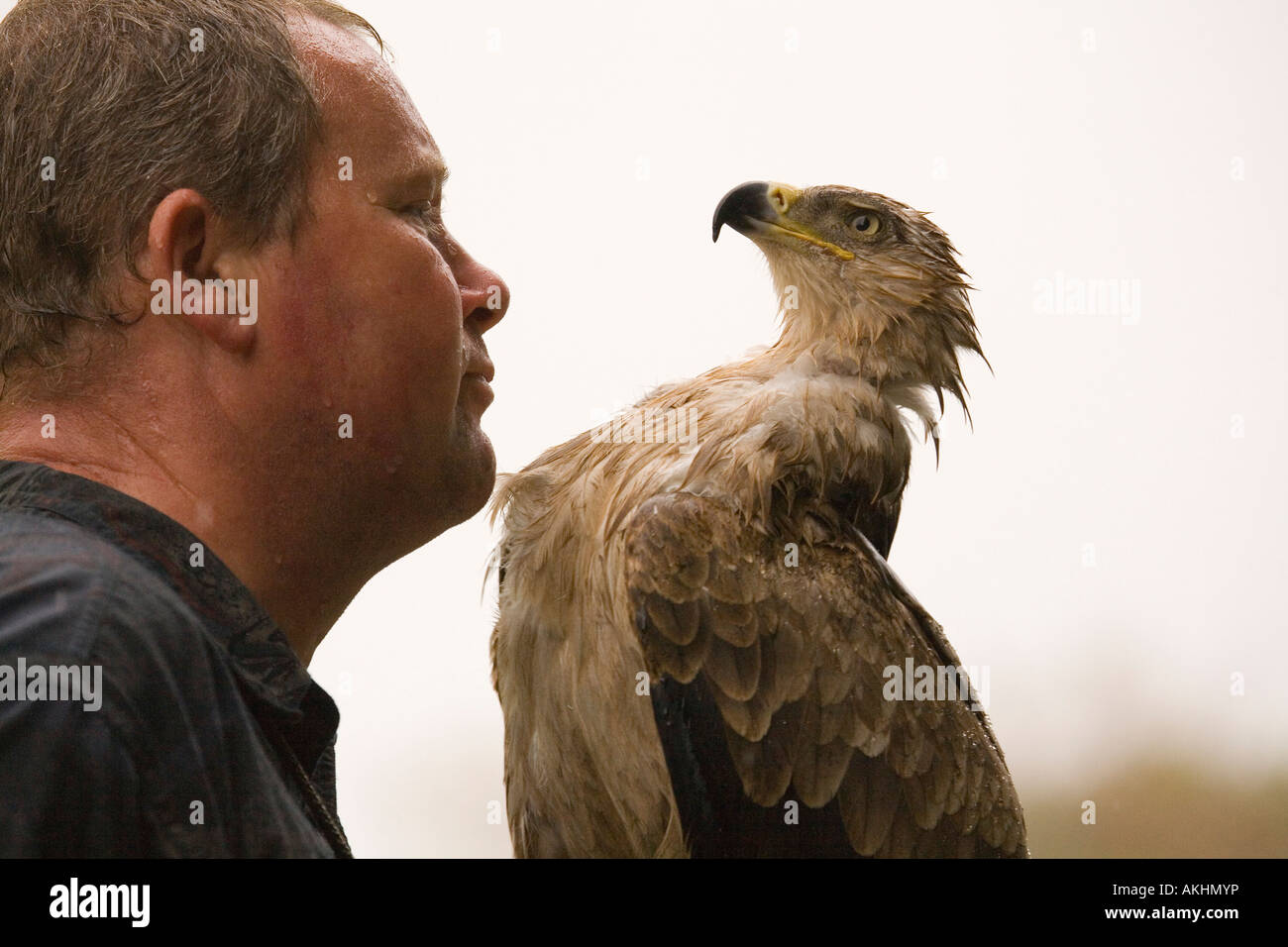 Hawk with trainer in Exmoor Falconry Somerset England Stock Photo - Alamy