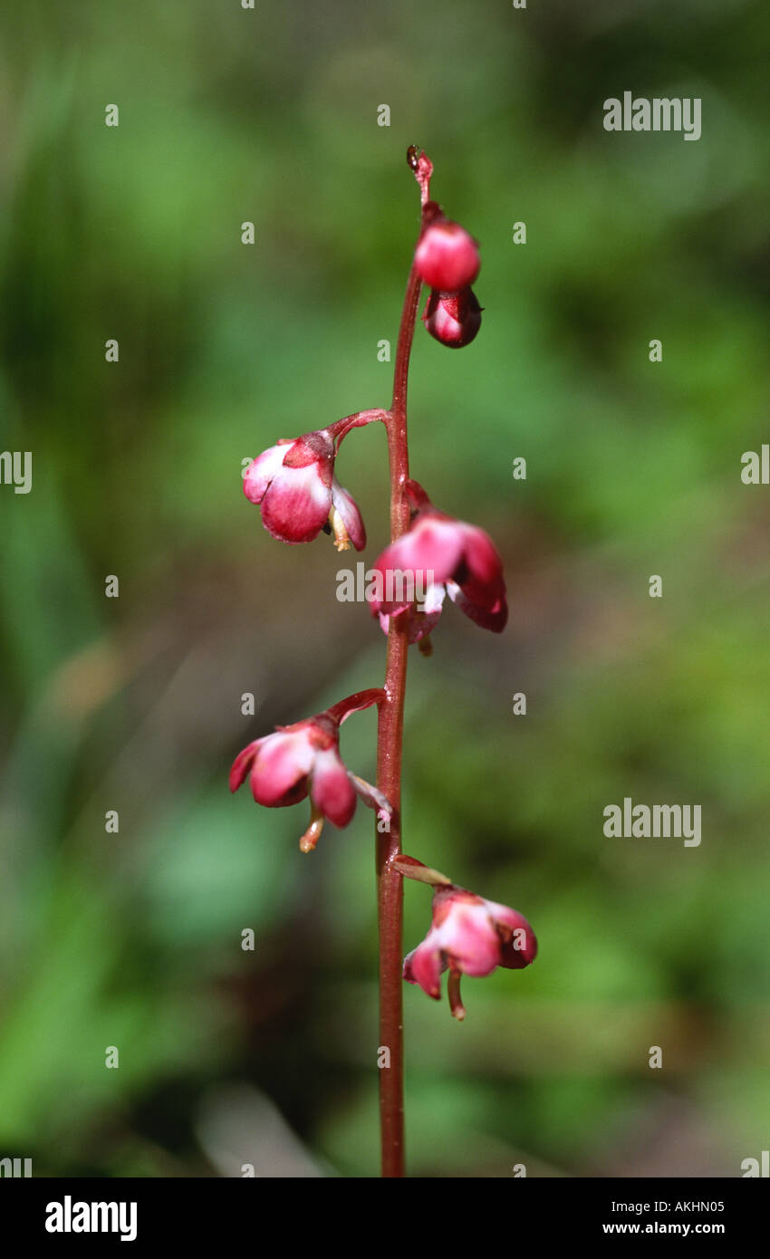 Pink pyrola pyrola asarifaria aka bog wintergreen Canadian Rockies ...