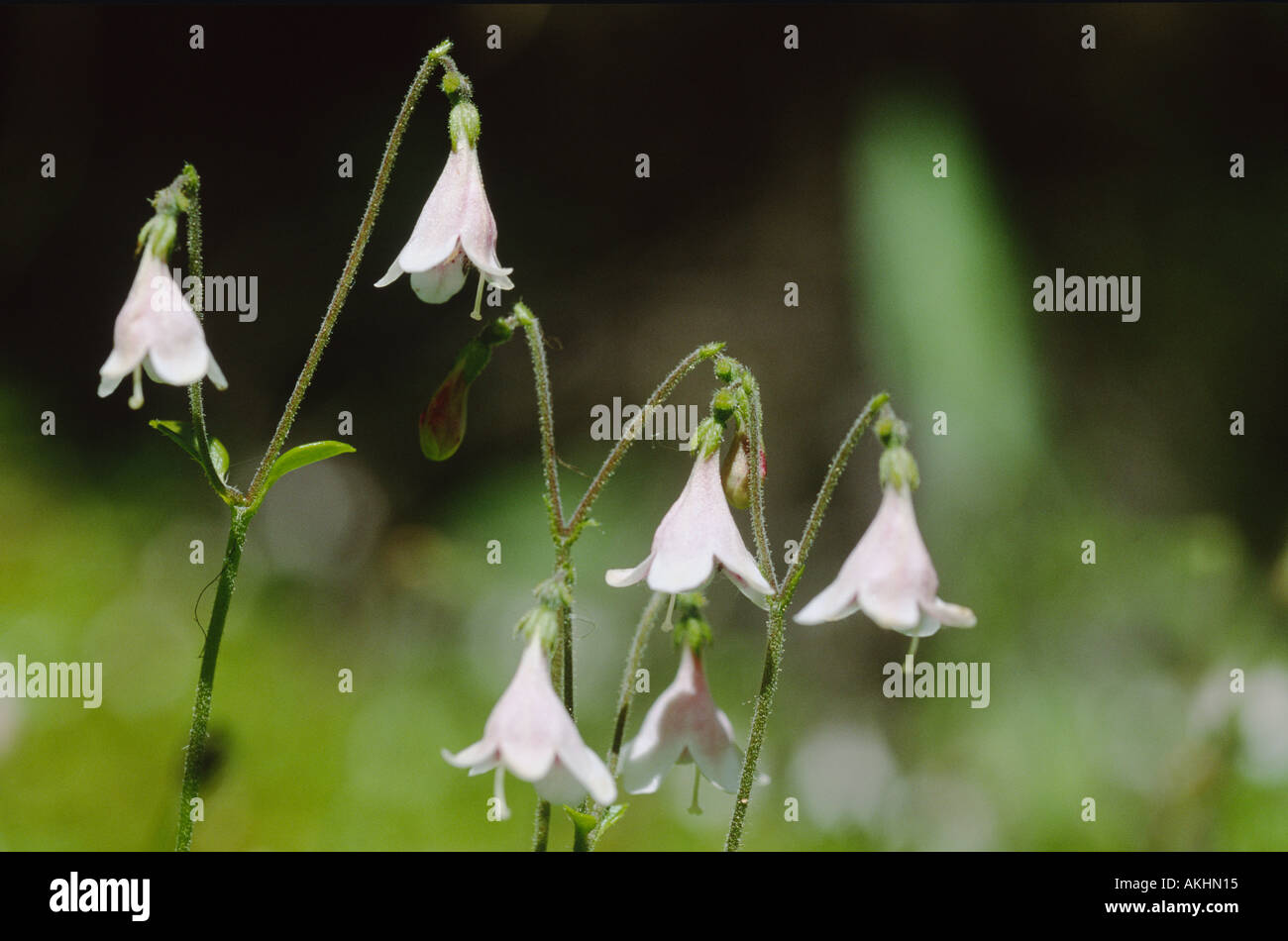 Twinflower linnaea borealis Canadian Rockies Stock Photo - Alamy