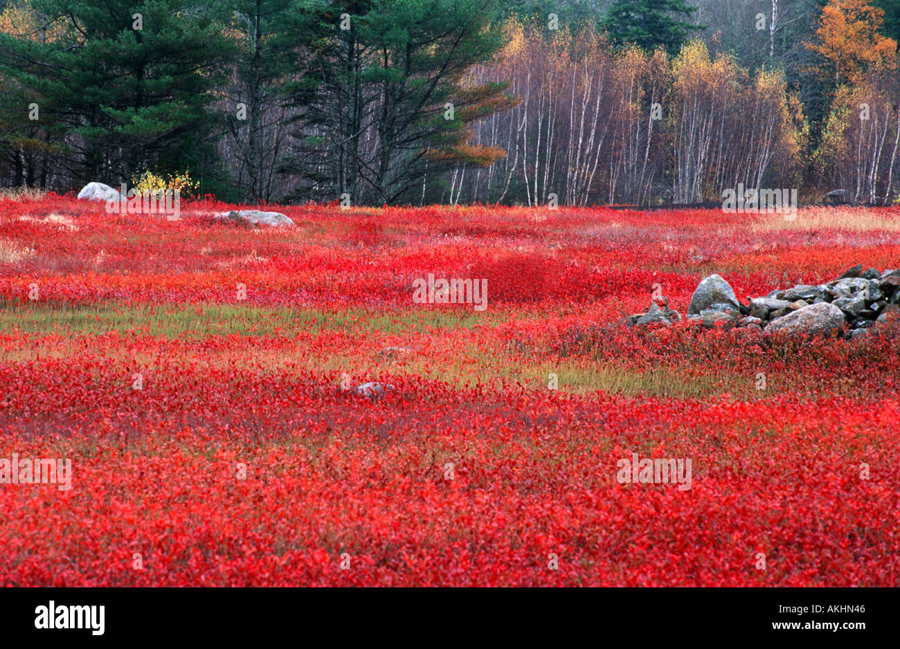 Blueberry barrens in November Near Calais Maine USA Stock Photo - Alamy