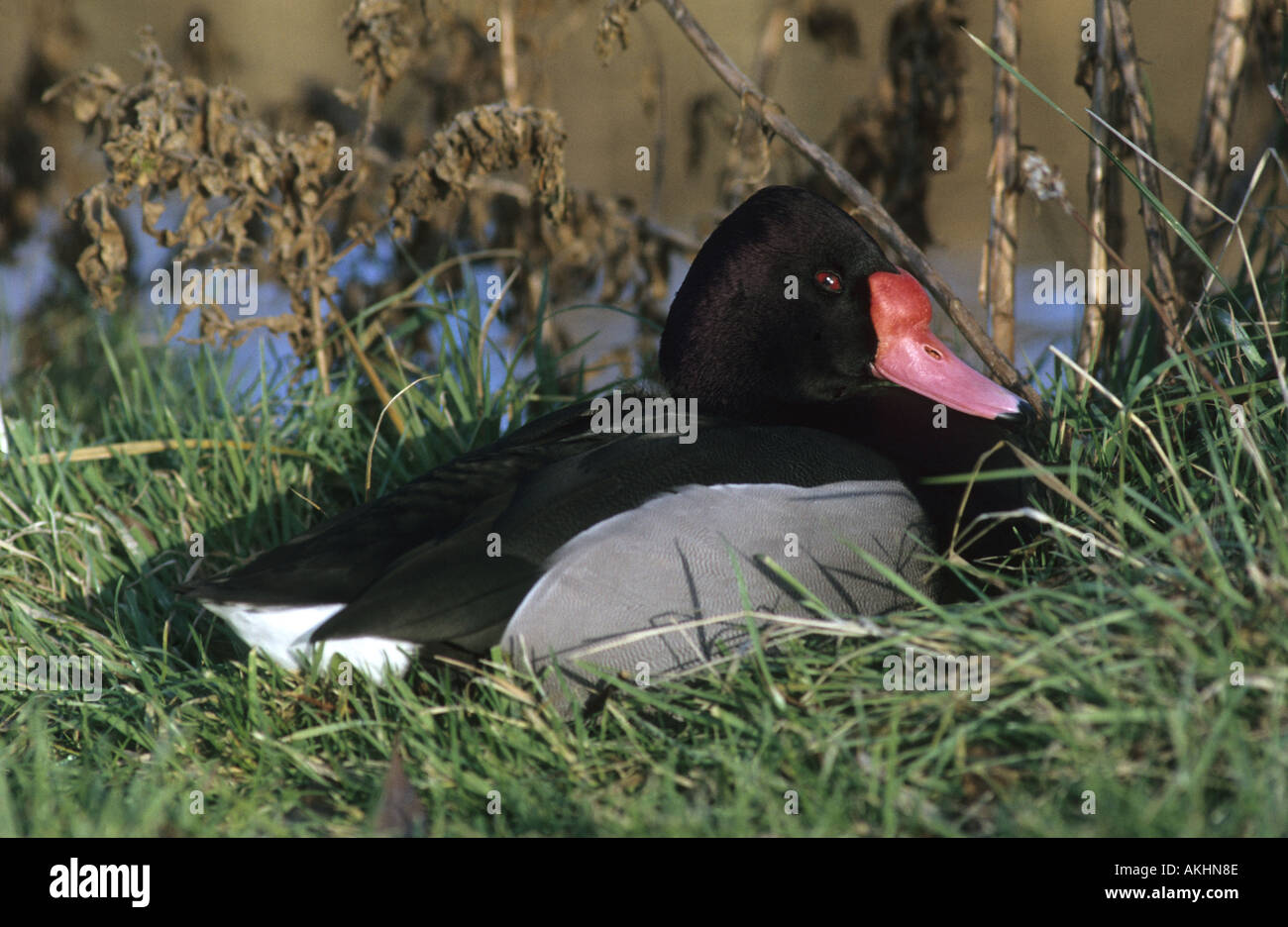 Rosybill duck hi-res stock photography and images - Alamy