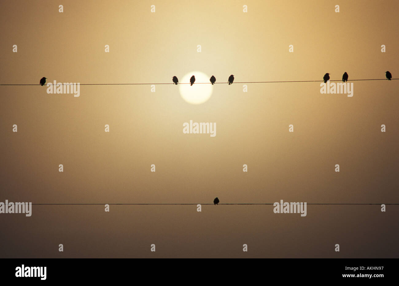 Nine bird hi-res stock photography and images - Alamy