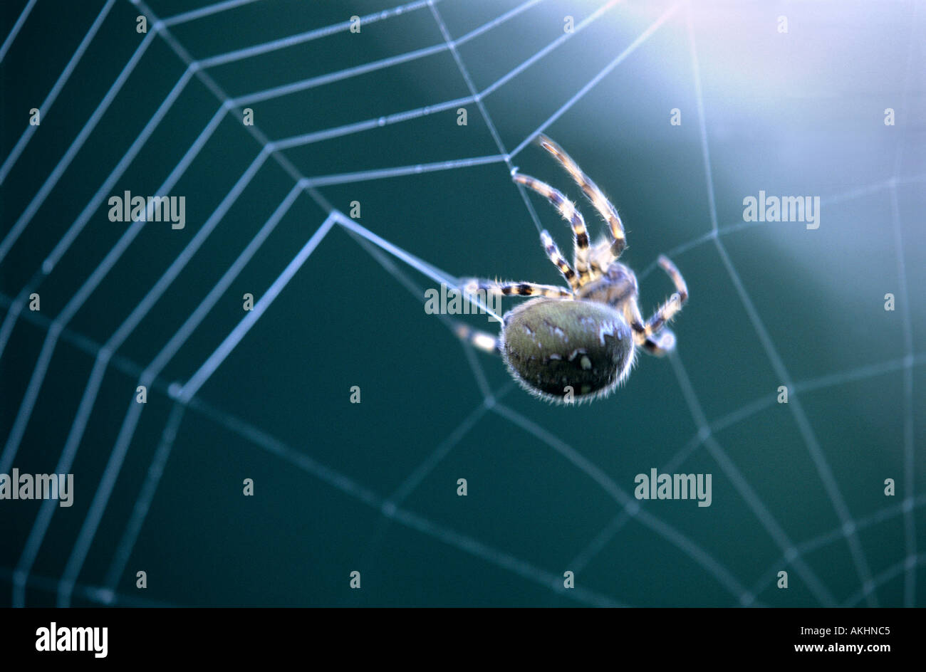 CLOSE UP OF A SPIDER WEAVING A WEB Stock Photo - Alamy
