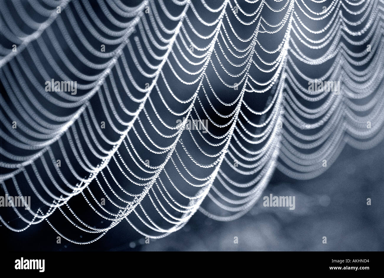 SPIDER WEB Stock Photo - Alamy