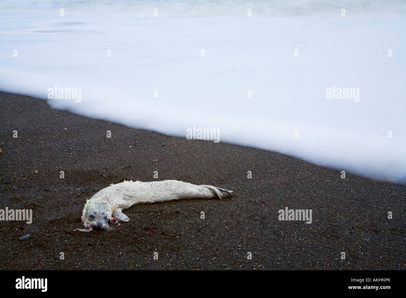 Dead white hi-res stock photography and images - Alamy
