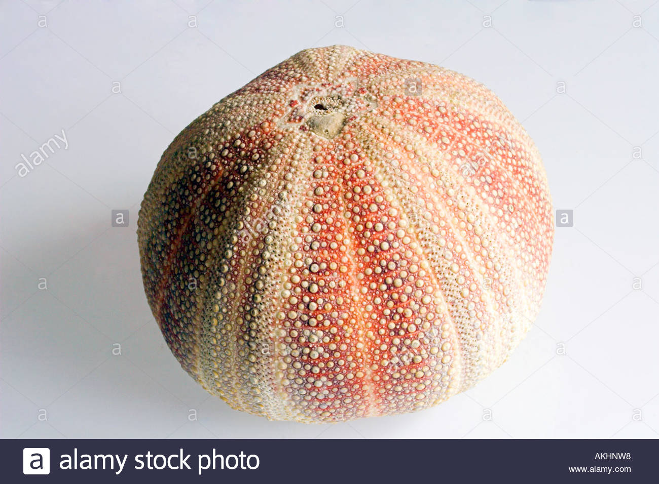 Common Sea Urchin Stock Photos & Common Sea Urchin Stock Images - Alamy