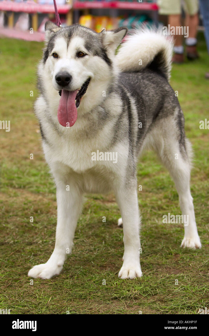 Alaskan Malamute West Midlands Game Fair 2005 Stock Photo - Alamy