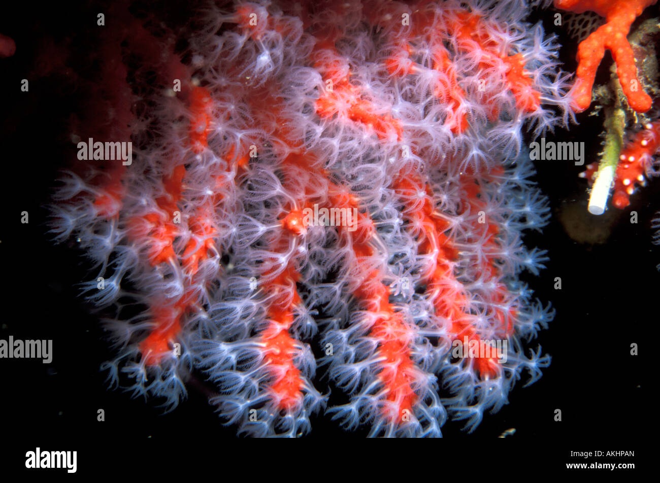 Red coral, Sardinia, Italy Stock Photo - Alamy