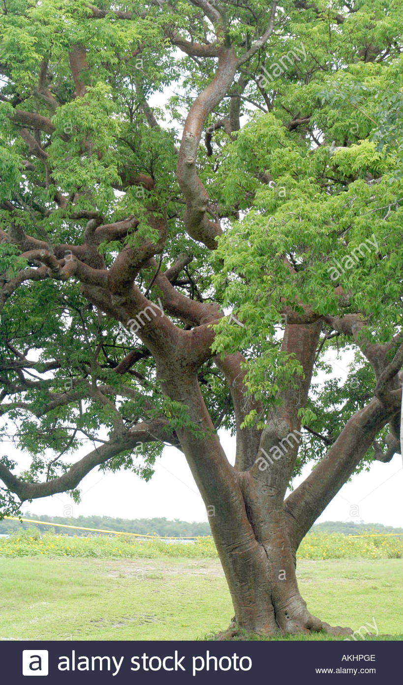 Bursera Simaruba Stock Photos & Bursera Simaruba Stock Images - Alamy