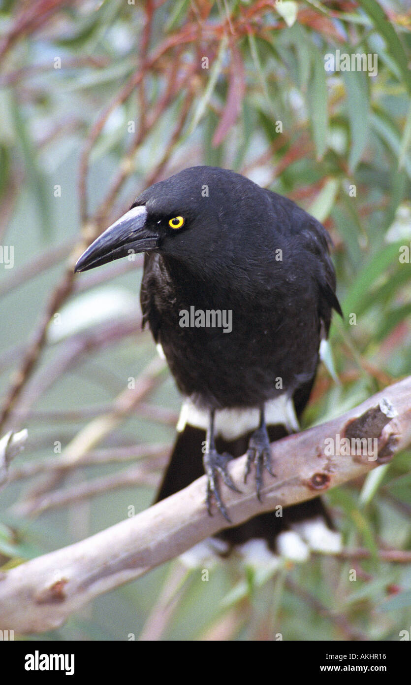 Pied currawong Strepera graculina bell magpie observing with eucalyptus ...