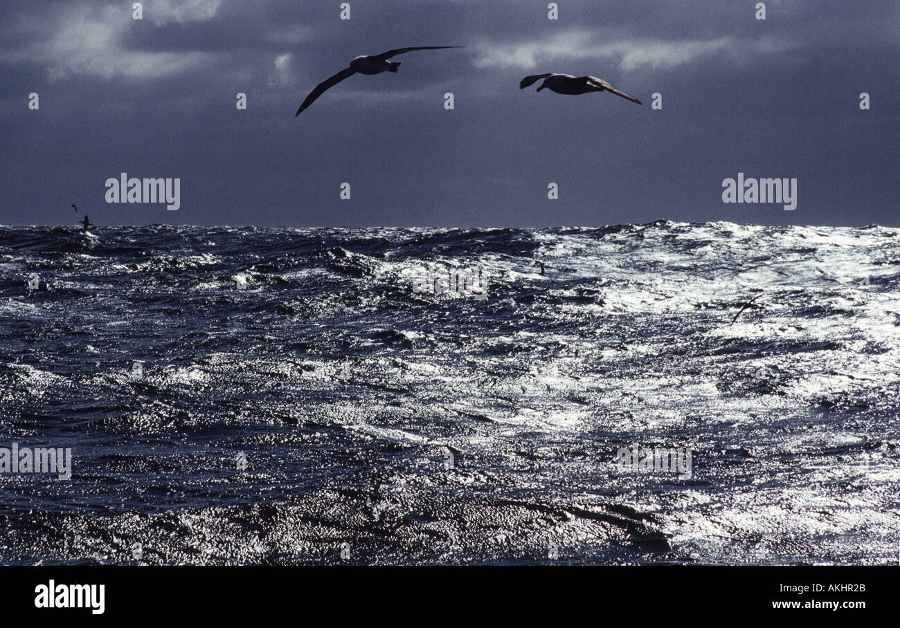 White capped albatrosses in flight Southern Ocean Stock Photo - Alamy