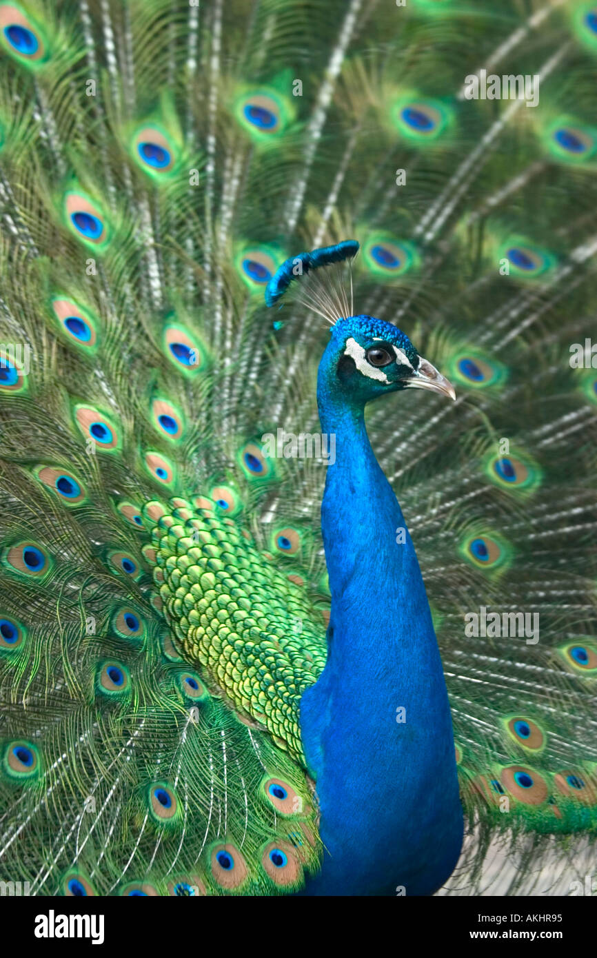 A colorful peacock proudly displays his beautiful tail feathers Stock ...