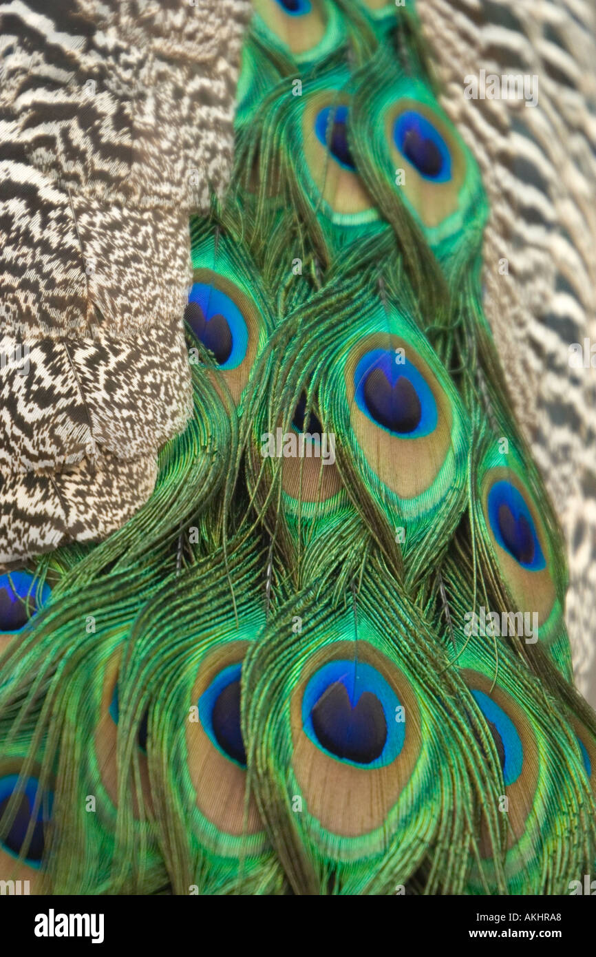 Close up study of the patterns textures and colors of a peacock s ...