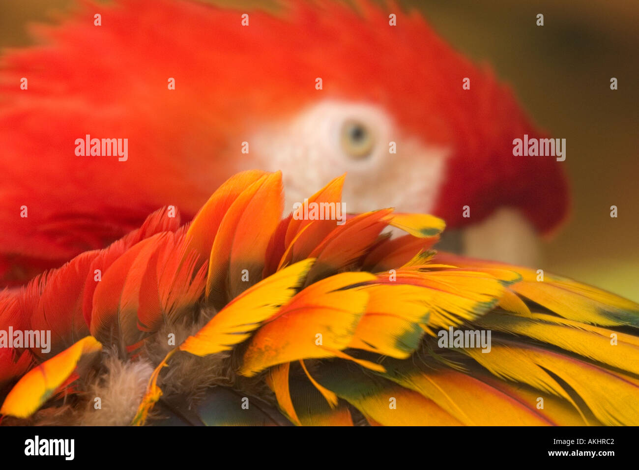 A beautiful scarlet macaw preening its colorful feathers Stock Photo ...
