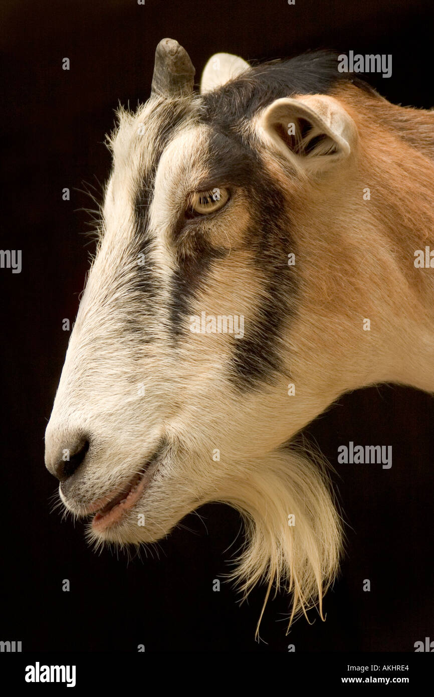 Hollow horned ruminant mammal hi-res stock photography and images - Alamy
