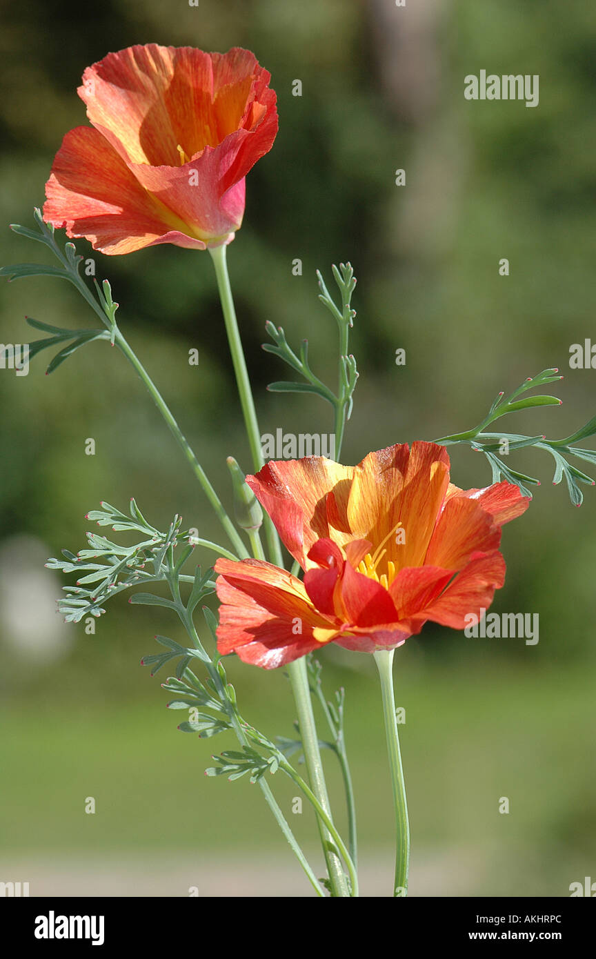 Self pollination hi-res stock photography and images - Alamy