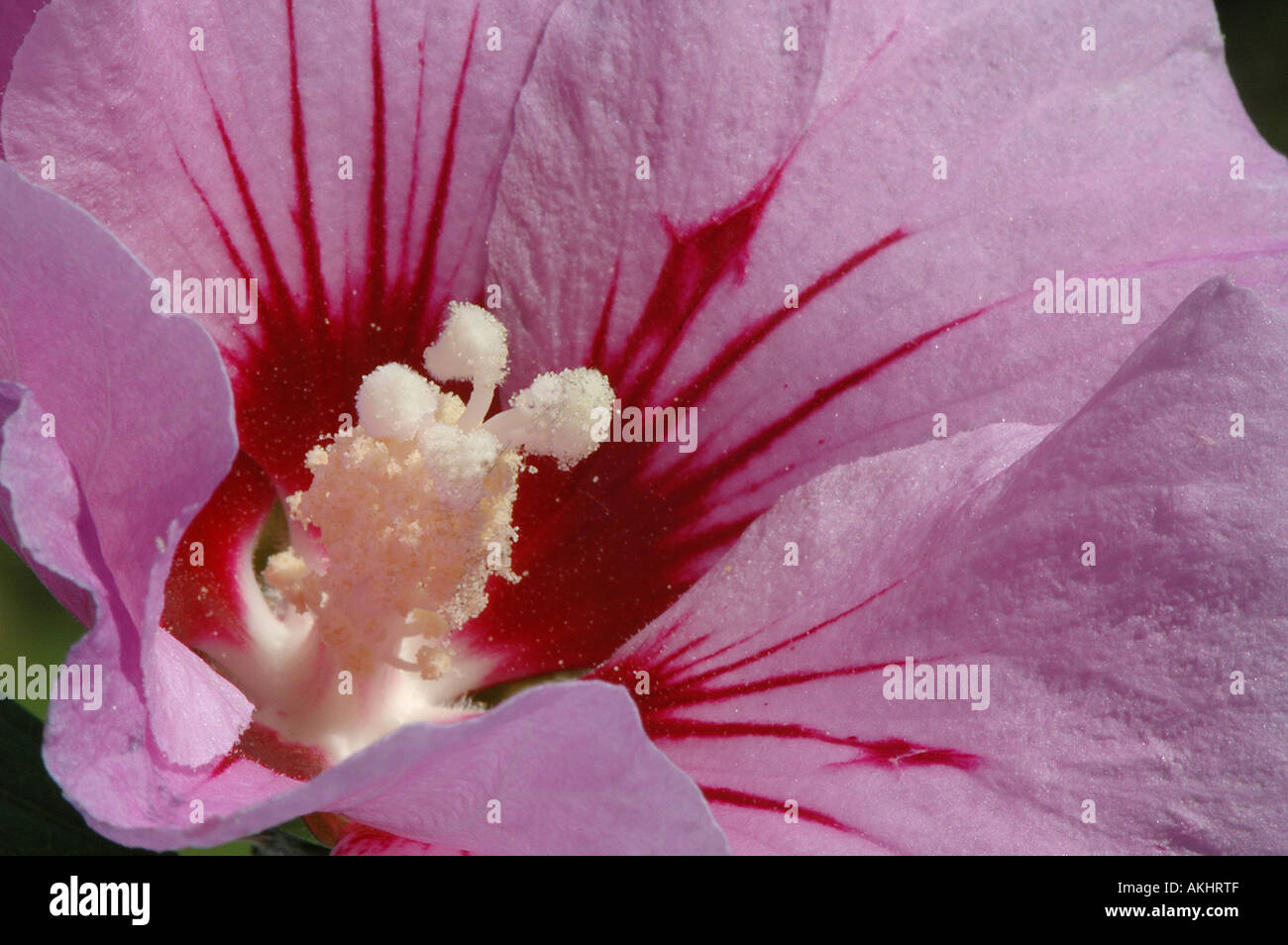 Hibiscus sinosyriacus 'Lilac queen' Stock Photo - Alamy