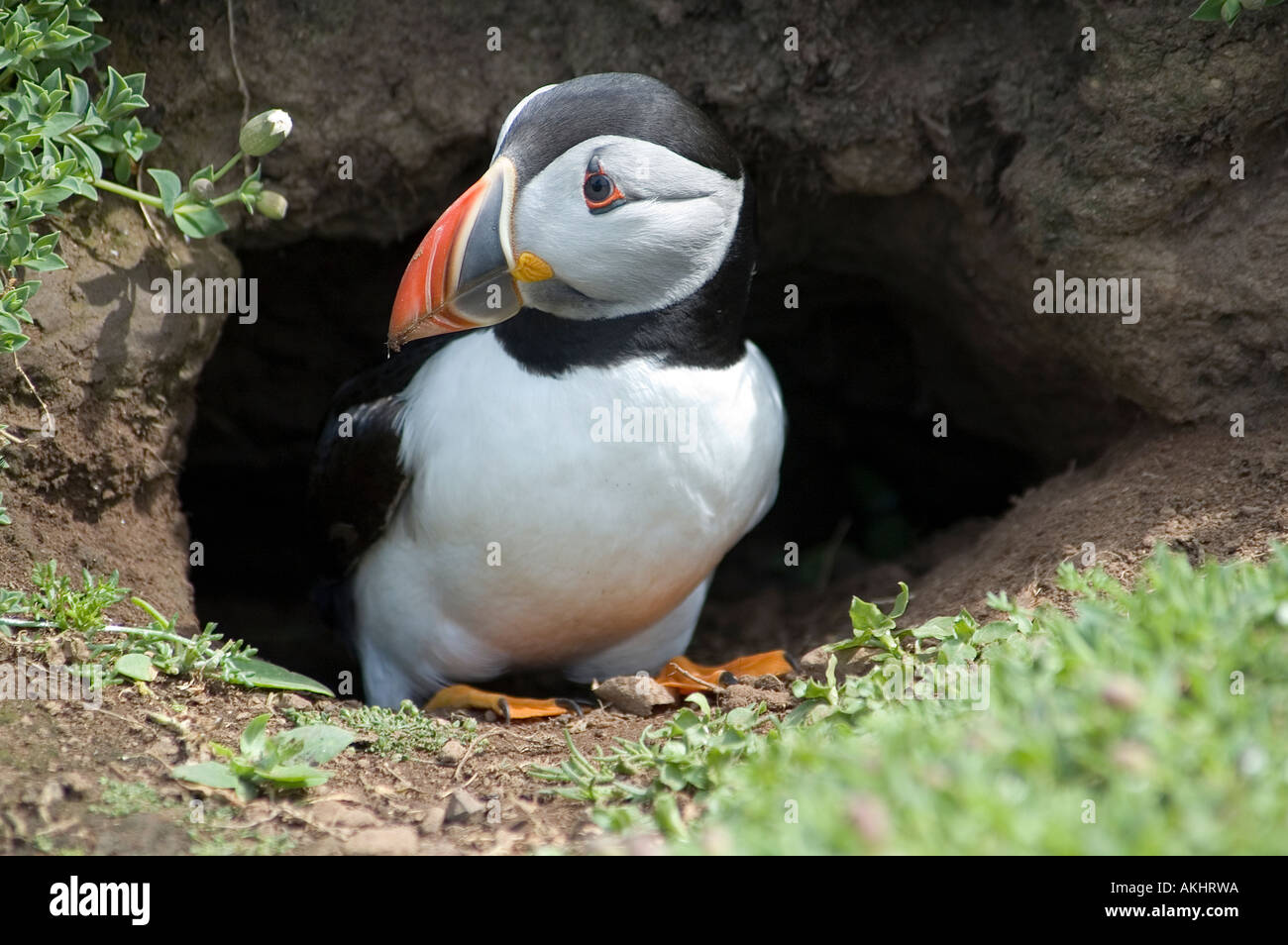Sad puffin hi-res stock photography and images - Alamy