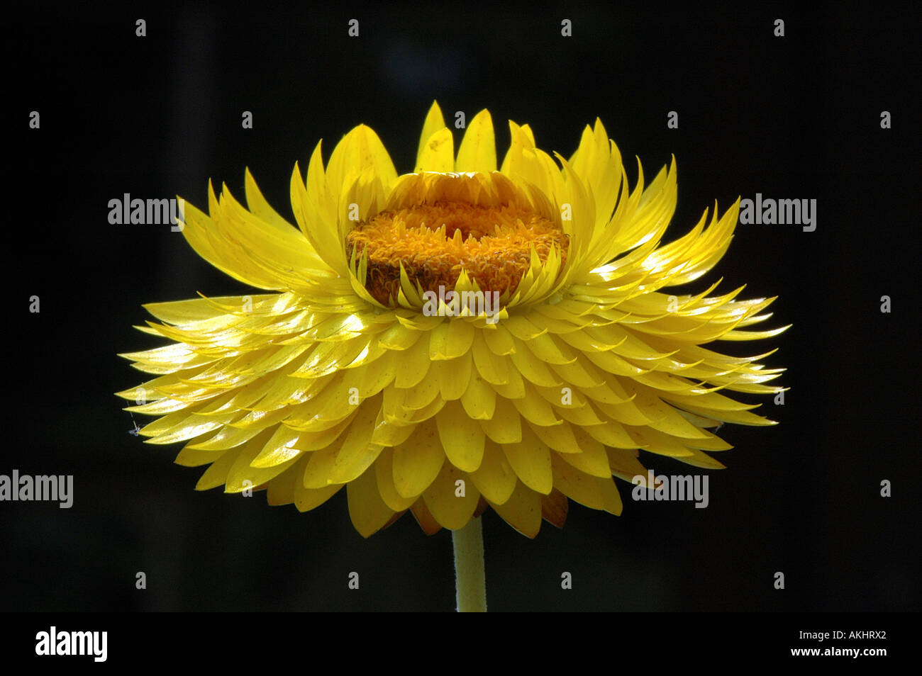 A single yellow Straw flower, plain background Stock Photo - Alamy