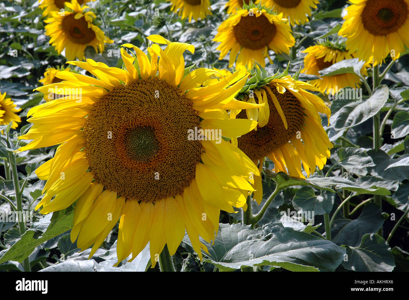 Helianthus annus - sunflower Stock Photo - Alamy