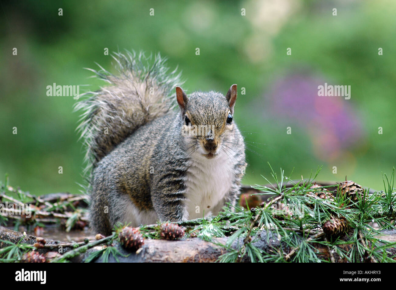 Forward facing squirrel hi-res stock photography and images - Alamy