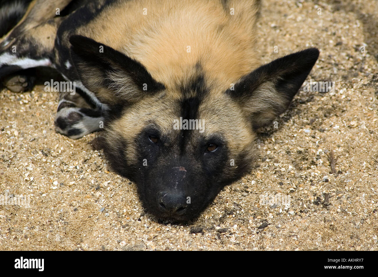 African hunting dog sleeping hi-res stock photography and images - Alamy