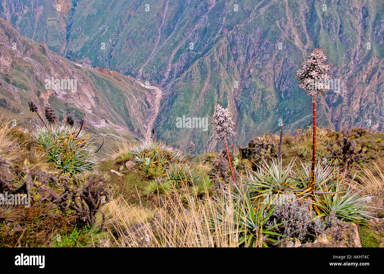 Yucca plant flowering Colca Canyon Andes mountains Peru Stock Photo - Alamy