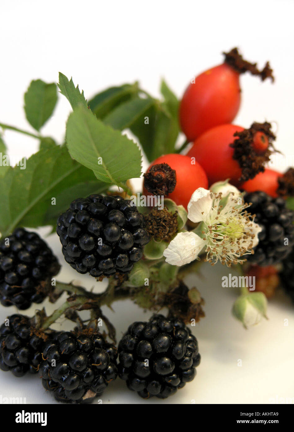 Berries rose Cut Out Stock Images & Pictures - Alamy