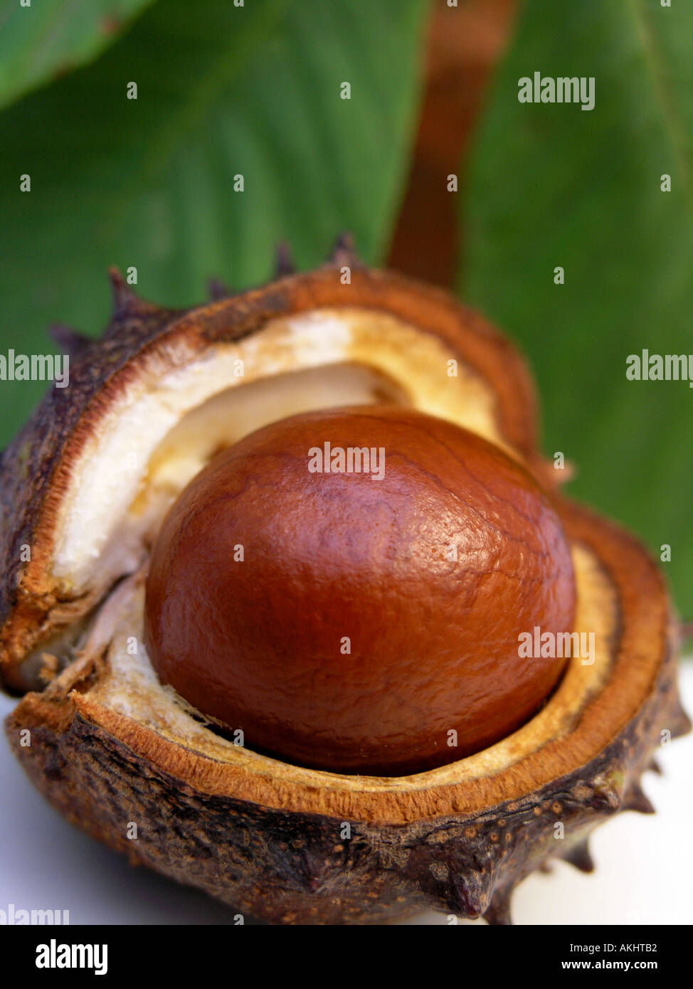 single conker in a shell with leaves from a horse chestnut tree Stock ...
