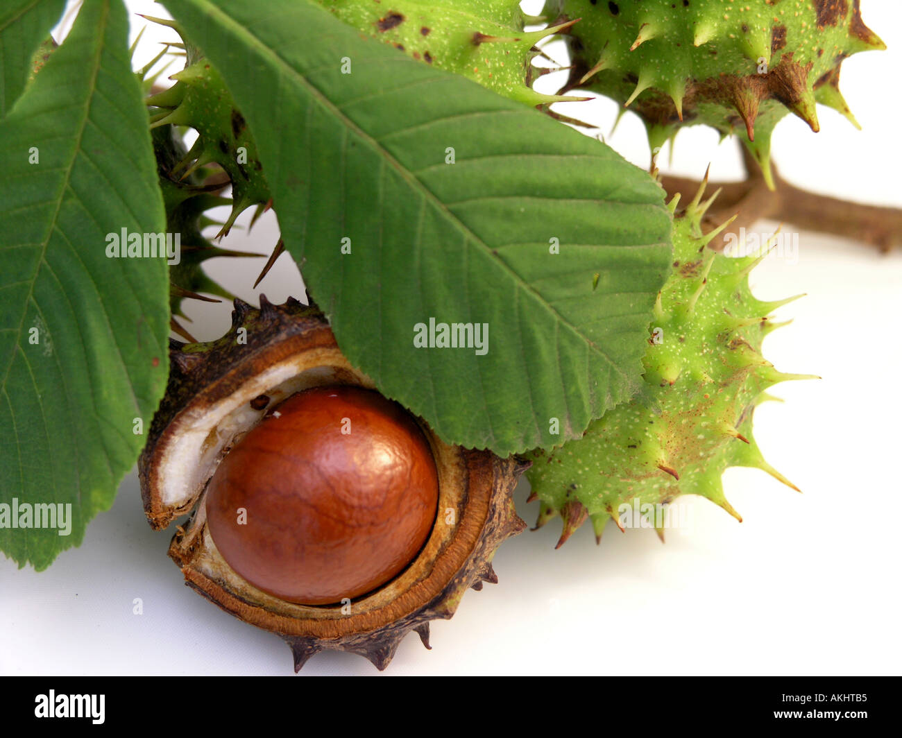 Conker tree leaves hi-res stock photography and images - Alamy