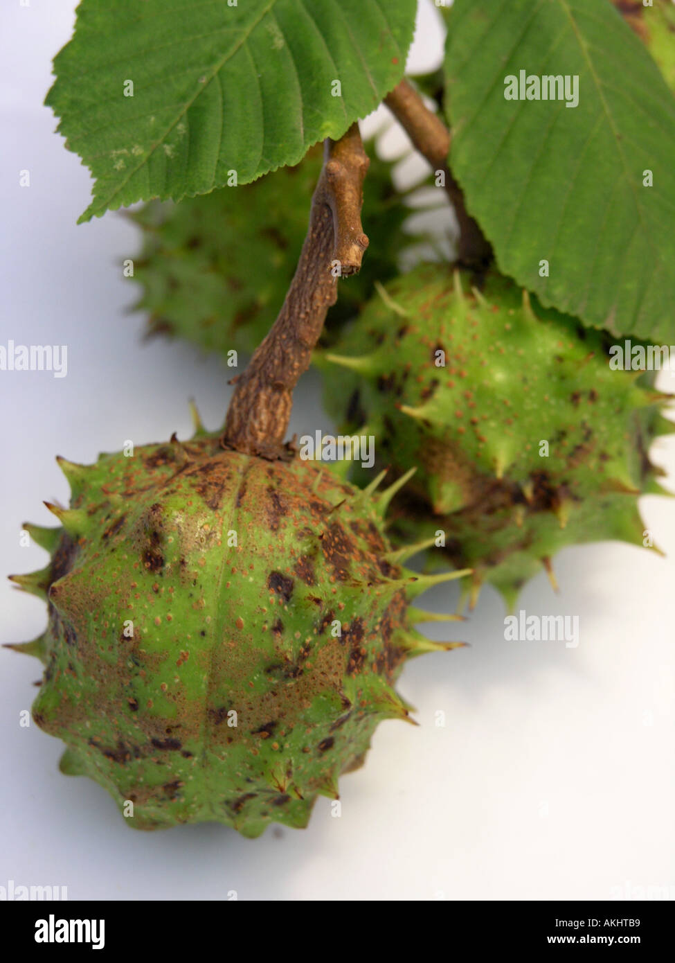 Horse chestnut fruit called a conker in its prickly shell Stock Photo ...
