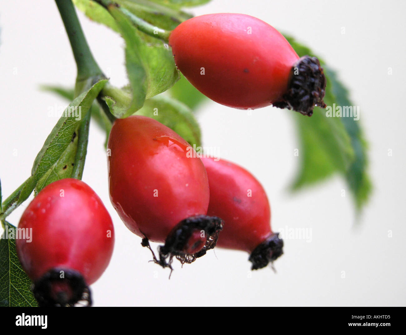 Berries rose Cut Out Stock Images & Pictures - Alamy